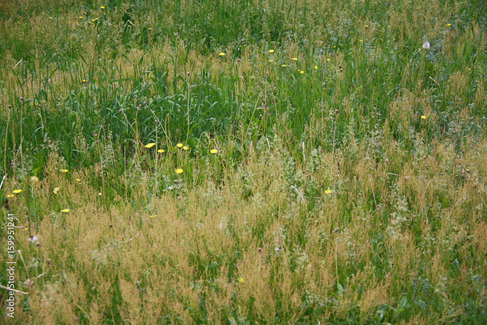 Prairie Grass Texture