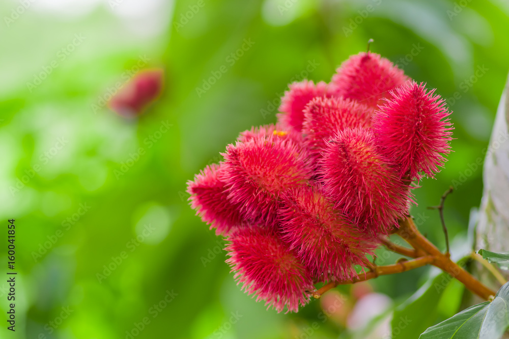 Achiote plant or Annatto plant seeds from these spiny red pods are used ...