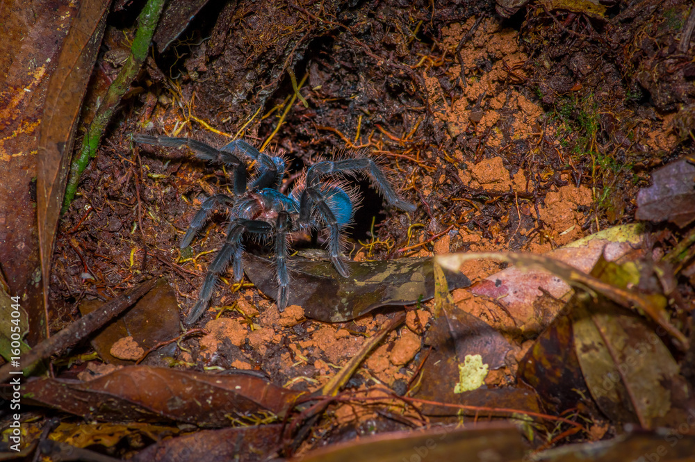 The most beautiful tarantula species in the world, the Martinique bird ...