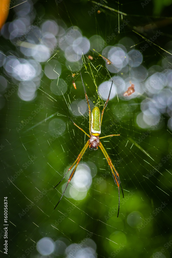 Tiny spider suspended over his spider web inside of the Cuyabeno ...