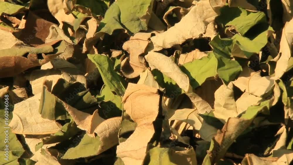 Dry lotus leaves to make tea in Southeast Asia Stock Video | Adobe Stock