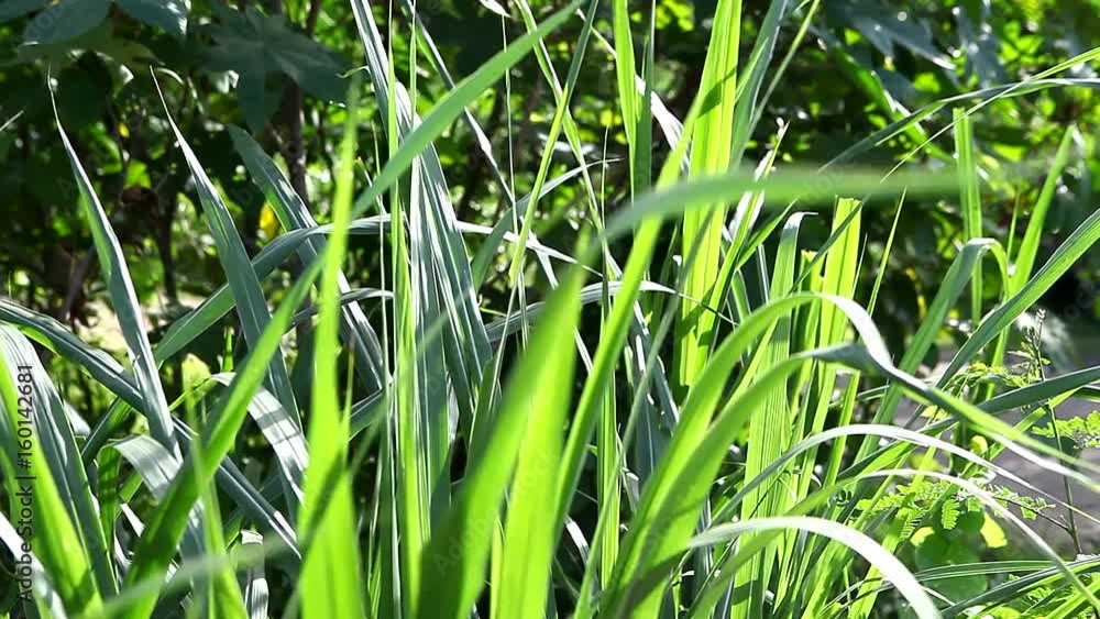 Grass blade close up Stock Video | Adobe Stock