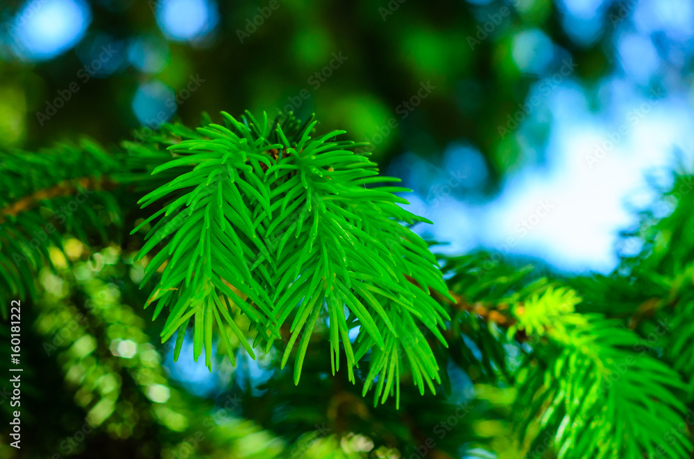Young fir tree needles Stock Photo | Adobe Stock