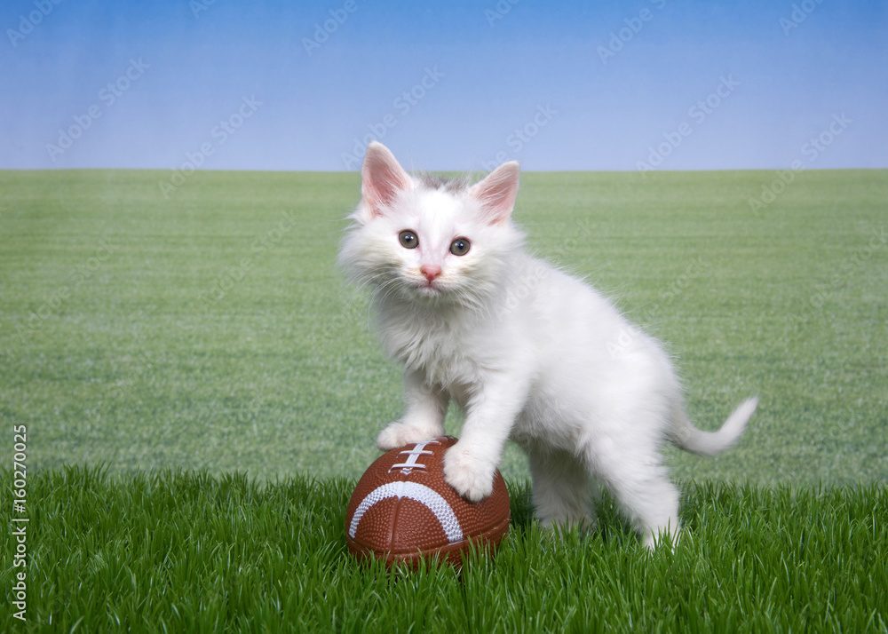 Kittens Playing Football