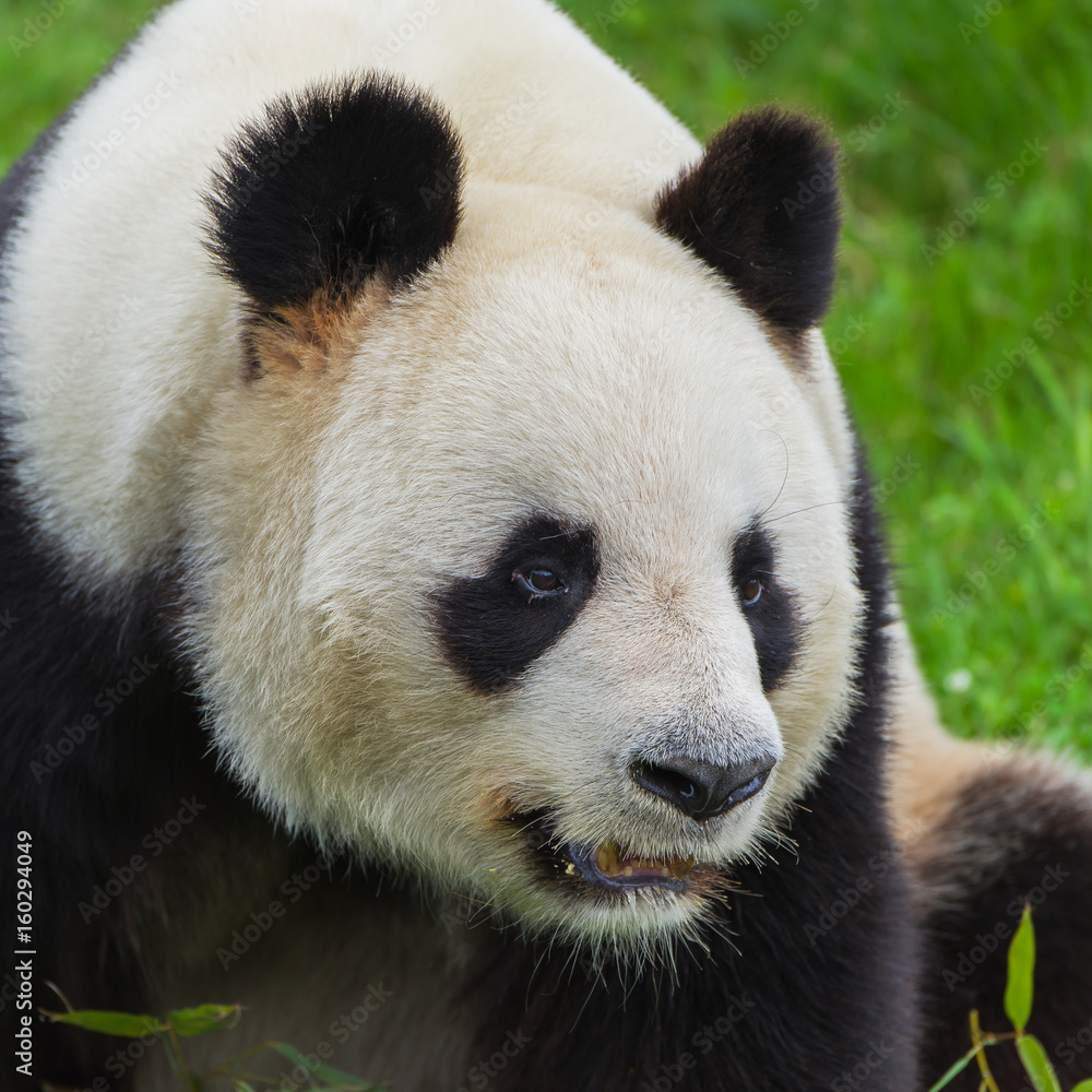 Giant panda, head Stock Photo | Adobe Stock