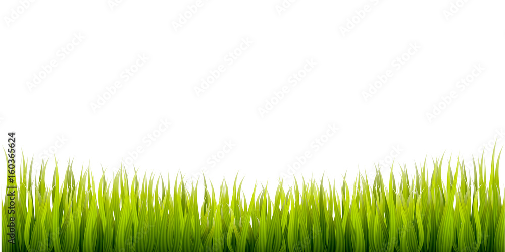 High quality realistic grass border. Vector illustration element for ...