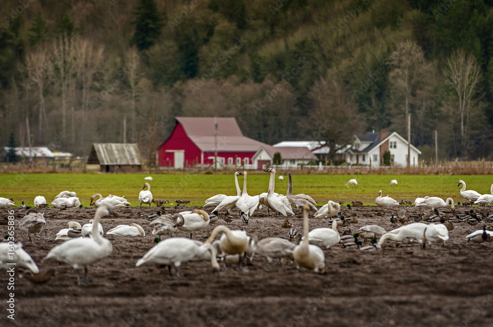 Trumpeter Swans in the Skagit Valley, Washington. One of Washington’s ...