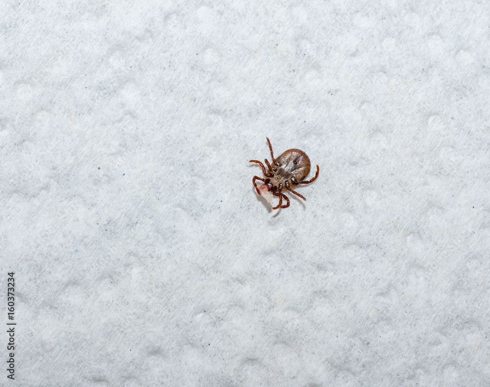 Wood tick, dog tick. Possible disease carrying insect removed from ...