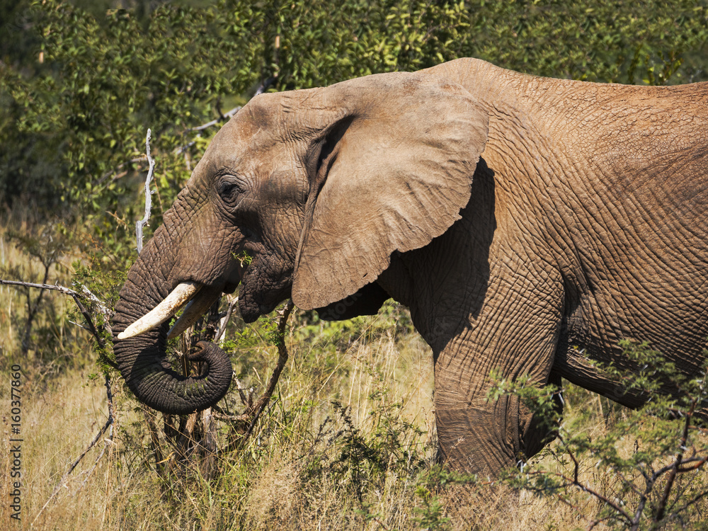 Elephant Eating-Pilanesberg NP Stock Photo | Adobe Stock