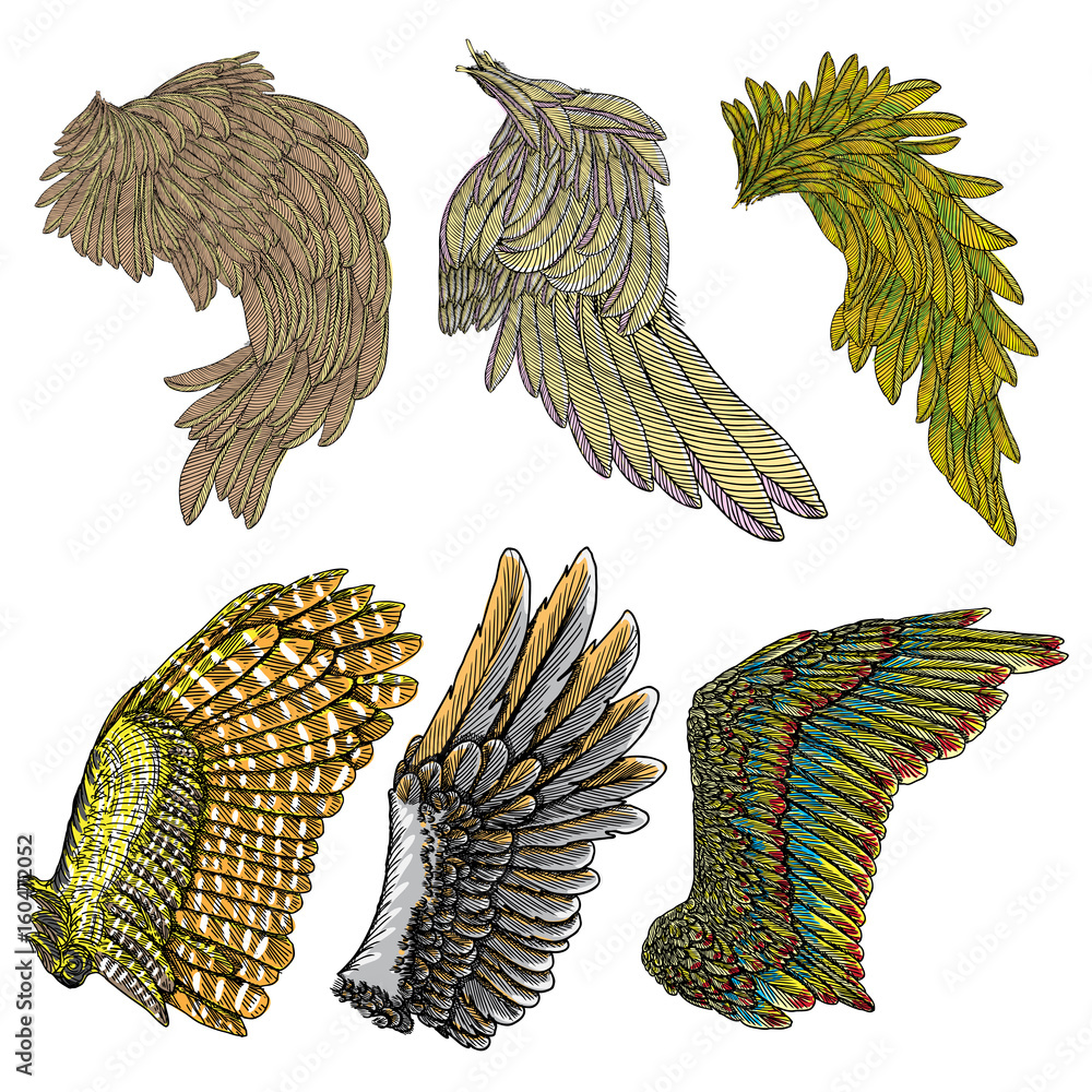 Set of colorful bird wings of different shape in open position isolated ...