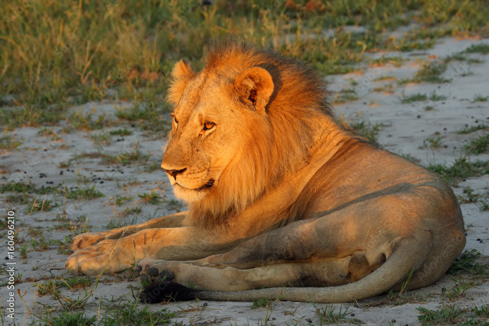 Southeast African Lion