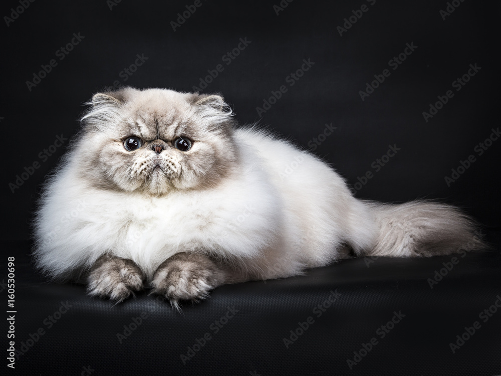 Tabby point Persian cat laying isolated on black background Stock Photo ...