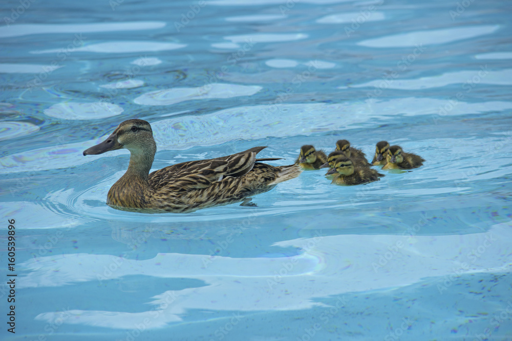 Mother duck with her young. Stock Photo | Adobe Stock