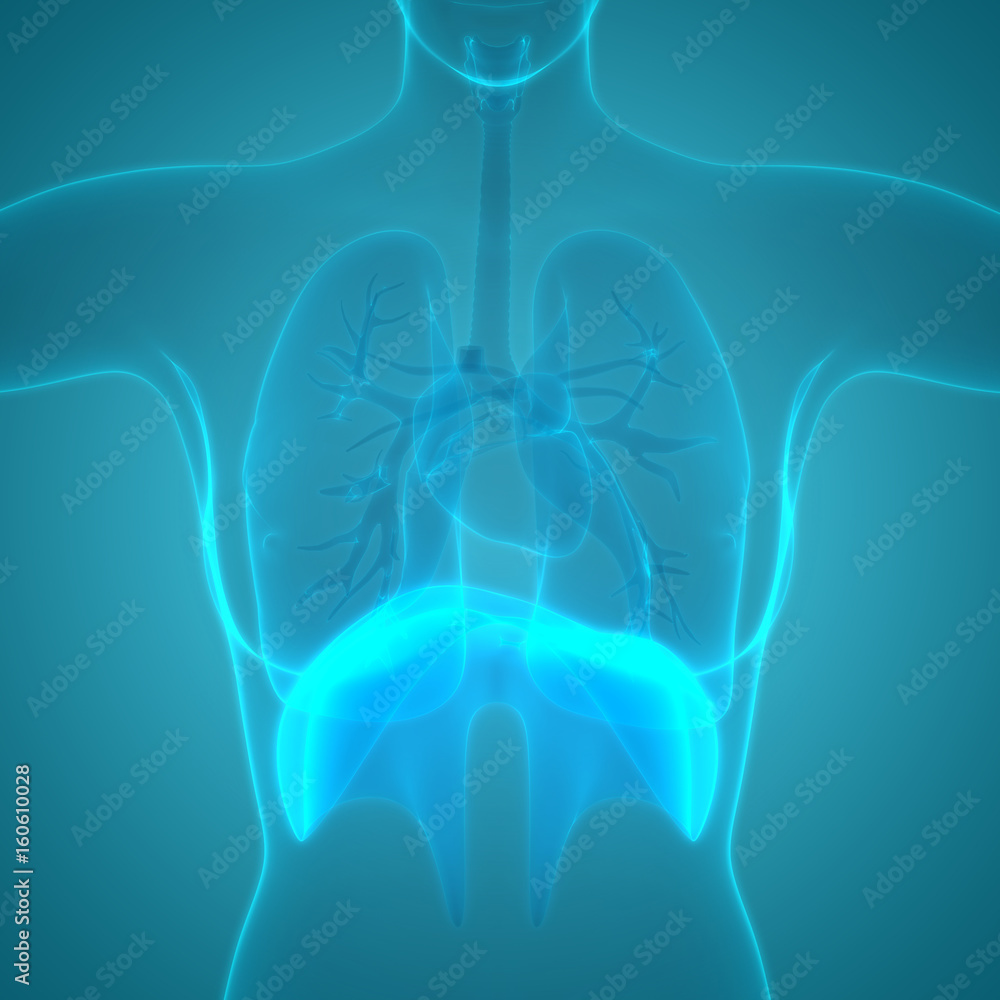 Human Body Organs (Diaphragm Anatomy) Stock Illustration | Adobe Stock