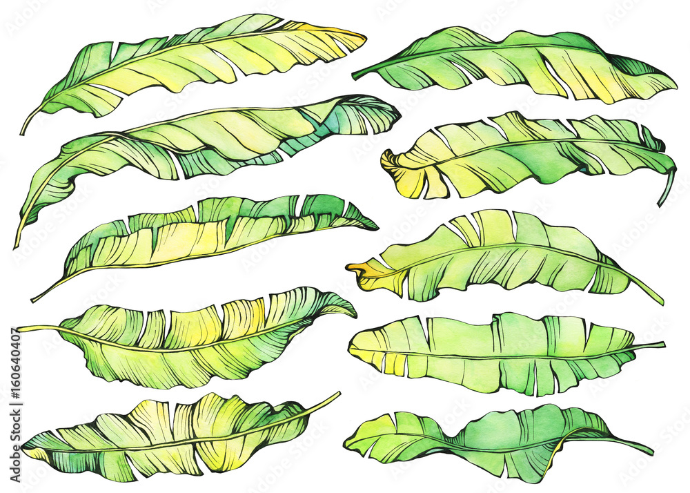 Big set exotic tropical banana green and yellow leaves.Watercolor hand ...
