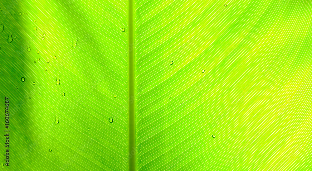 Rain drop on leaf ,green color Stock Photo | Adobe Stock