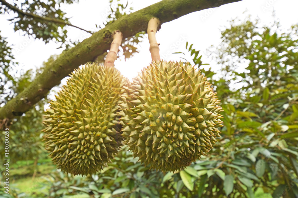 Durian tree, Fresh durian fruit on tree Stock Photo | Adobe Stock