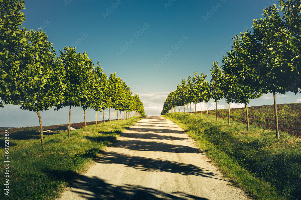Direct Road With Rows Trees Left And Right, One Point Perspective ...