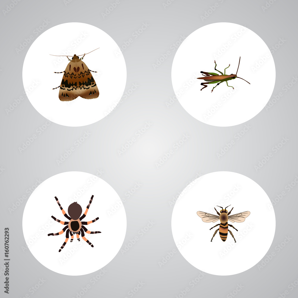 Realistic Butterfly, Tarantula, Wasp And Other Vector Elements. Set Of ...