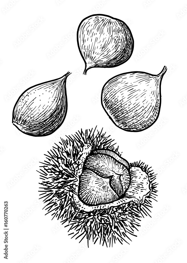 Chestnut illustration, drawing, engraving, ink, line art, vector Stock ...