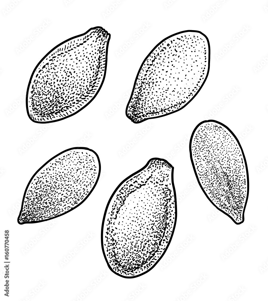 Pumpkin seed illustration, drawing, engraving, ink, line art, vector ...