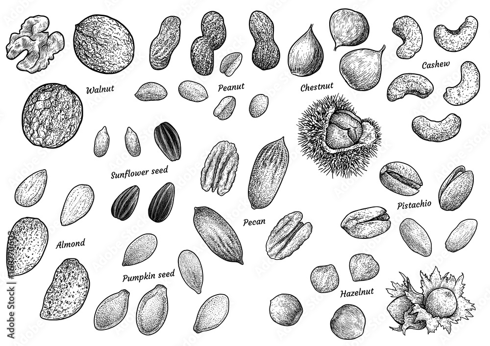 Nuts collection illustration, drawing, engraving, ink, line art, vector ...