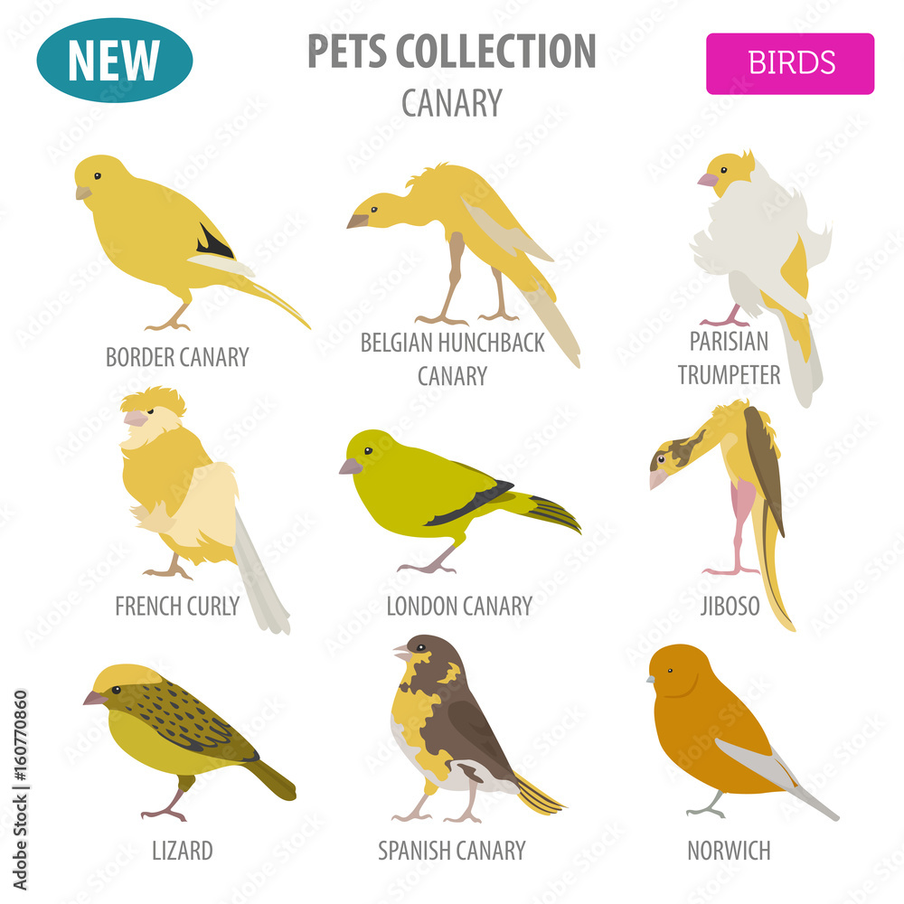 Canary breeds icon set flat style isolated on white. Pet birds ...