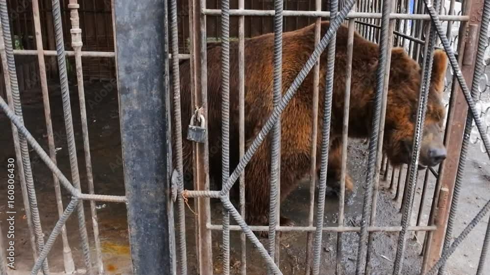 Horrible conditions of animals in little zoos of Asian. Brown bear ...
