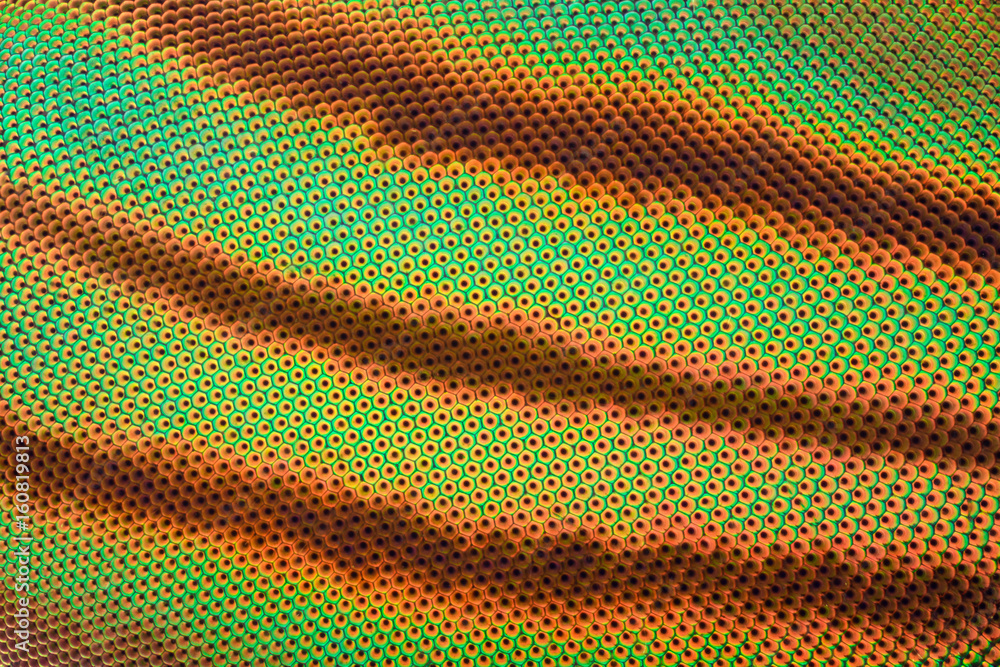 Extreme magnification - Horse fly compound eye under the microscope at ...