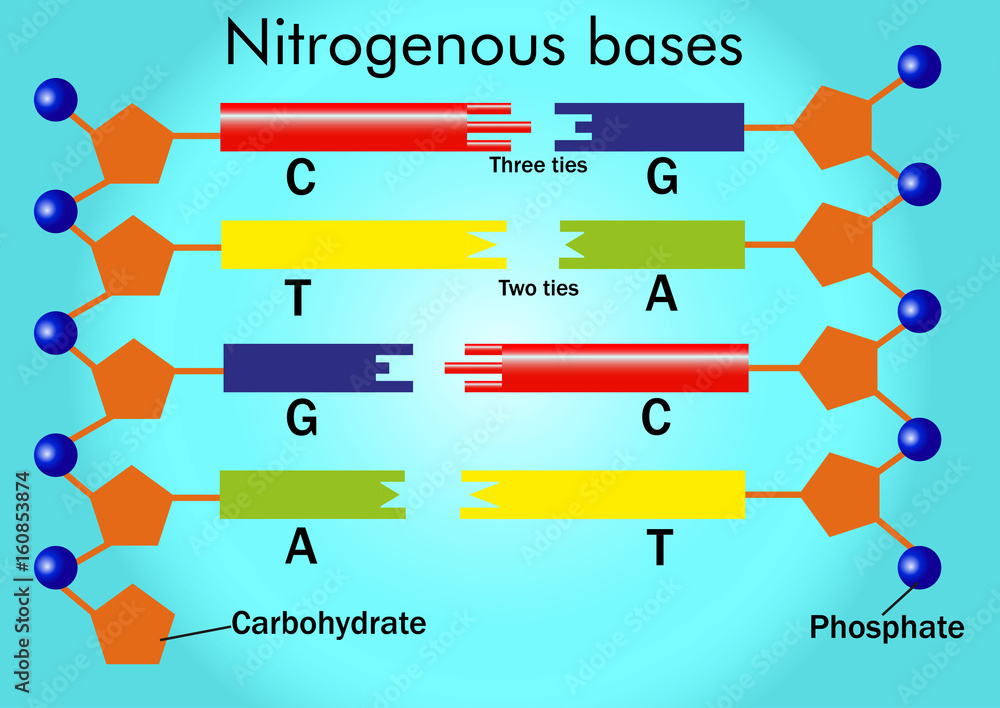 Guanine And Cytosine