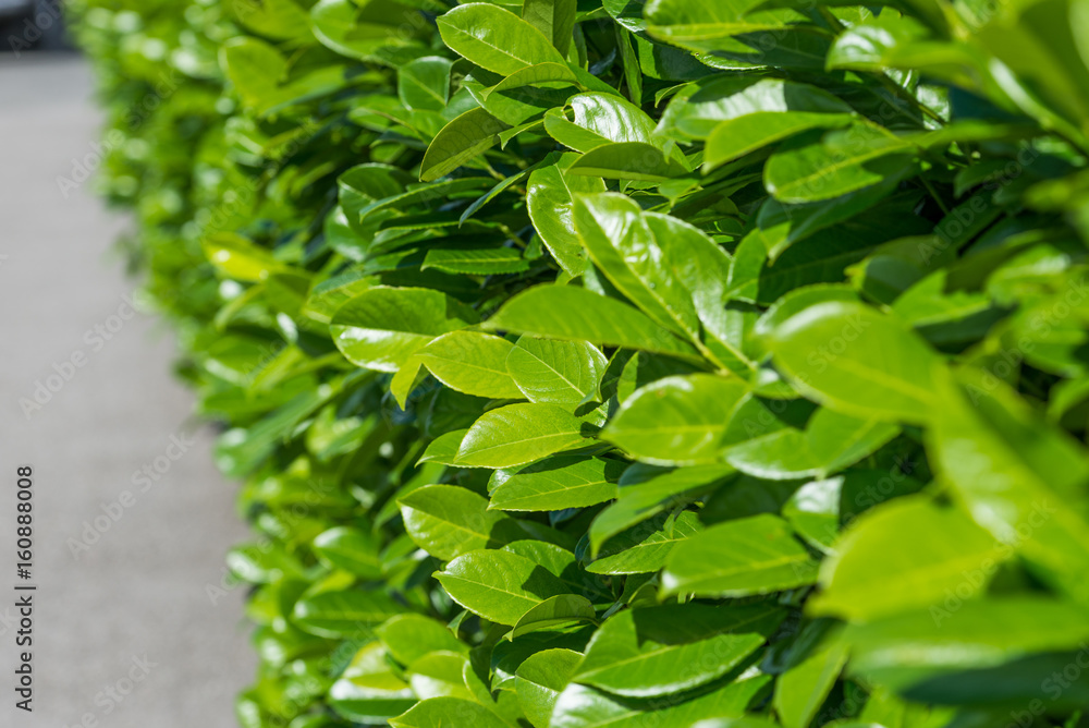leaves of a cherry laurel - Laurocerasus officinalis Stock Photo ...