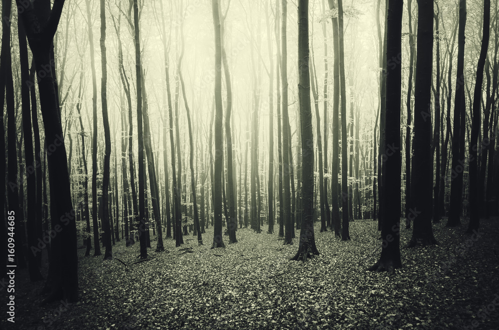 dark fantasy woods landscape with trees in fog Stock Photo | Adobe Stock