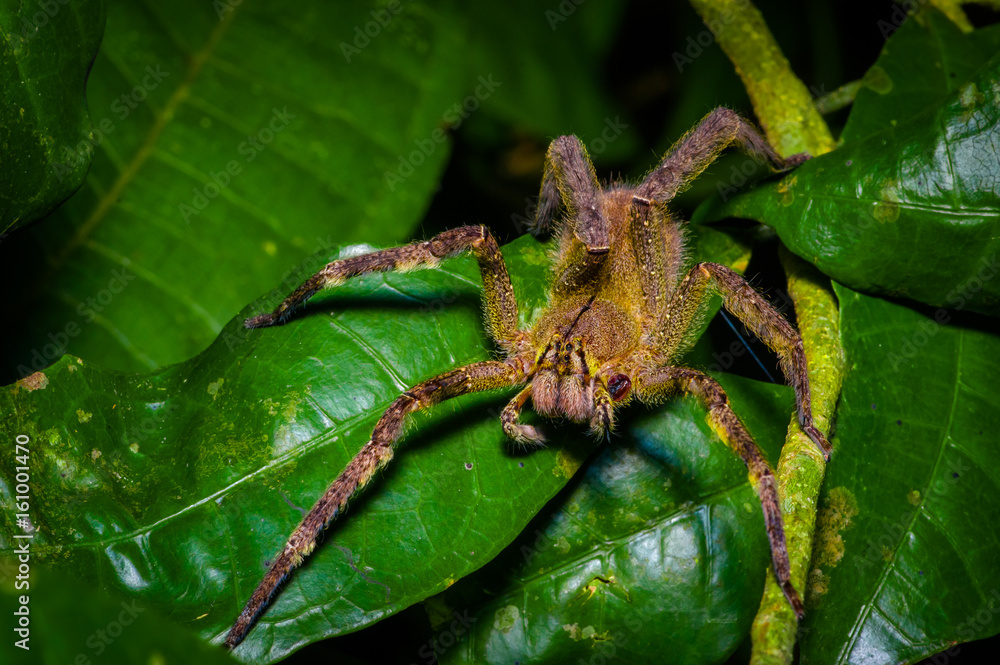 Venomous wandering spider Phoneutria fera sitting on a heliconia leaf in the amazon rainforest ...
