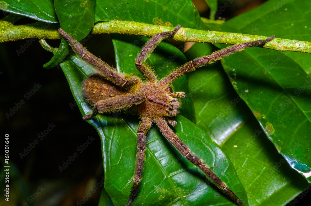 Venomous wandering spider Phoneutria fera sitting on a heliconia leaf ...