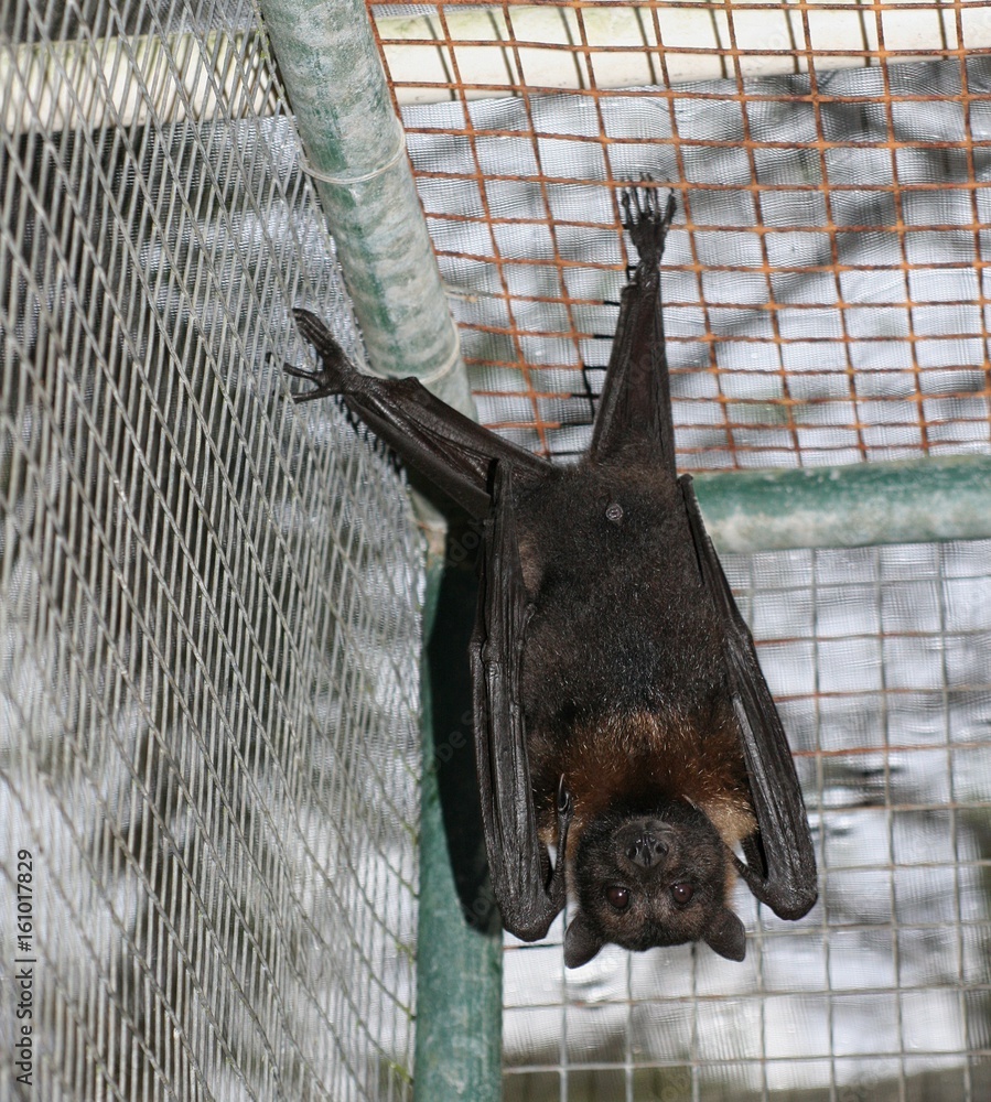 Fruit Bat Body