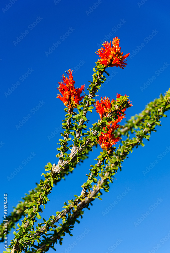 Fouquieria splendens - Ocotillo spring bloom in the California Desert ...