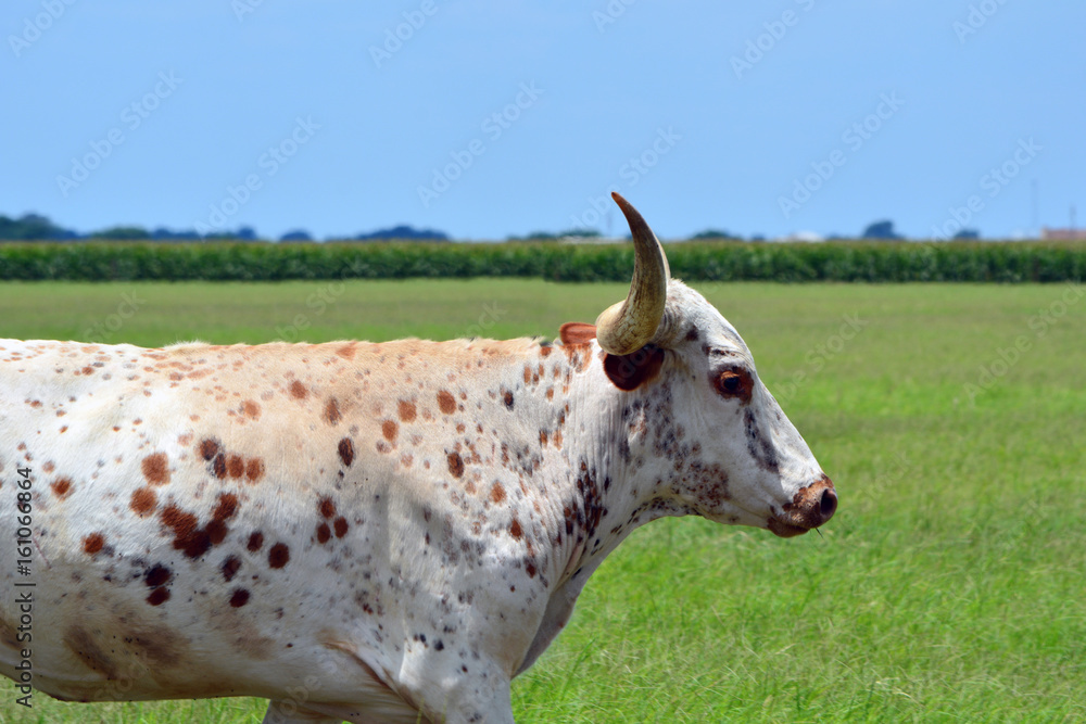 Longhorn Bull Head Side