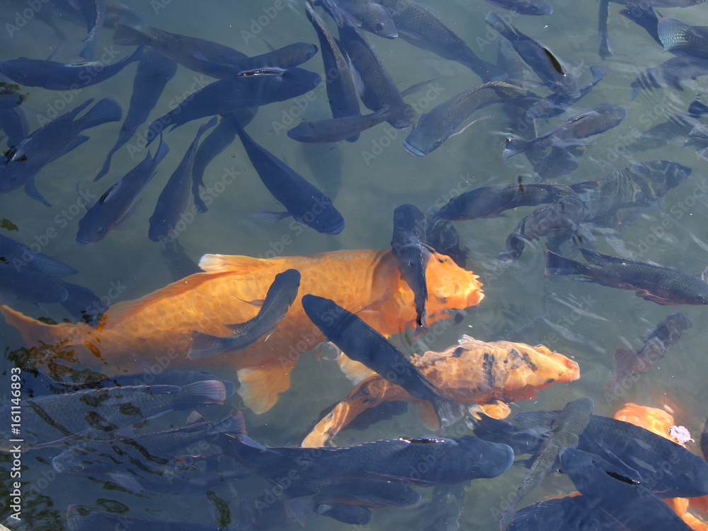 Large shiny golden fishes and smaller dark colored fishes in an ...