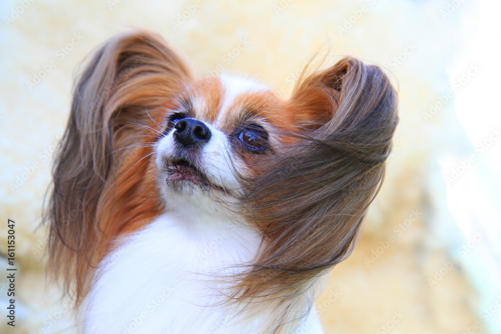 papillon dog old lady Stock Photo | Adobe Stock