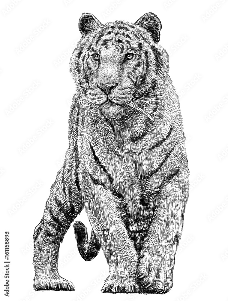 Tiger standing hand draw monochrome on white background illustration ...