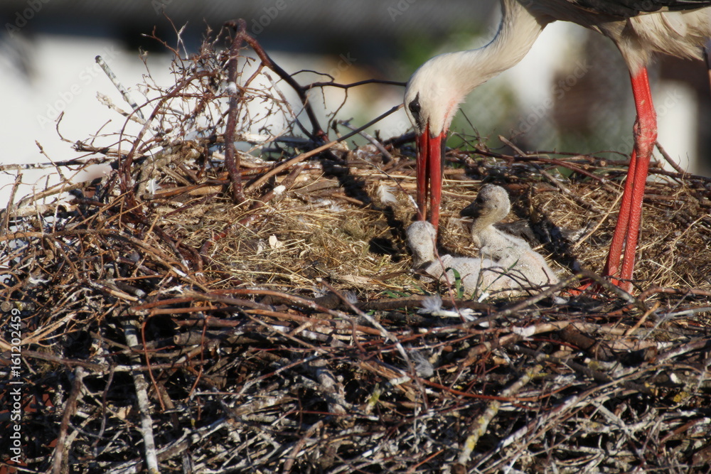 Storch + Babys Stock-Foto | Adobe Stock