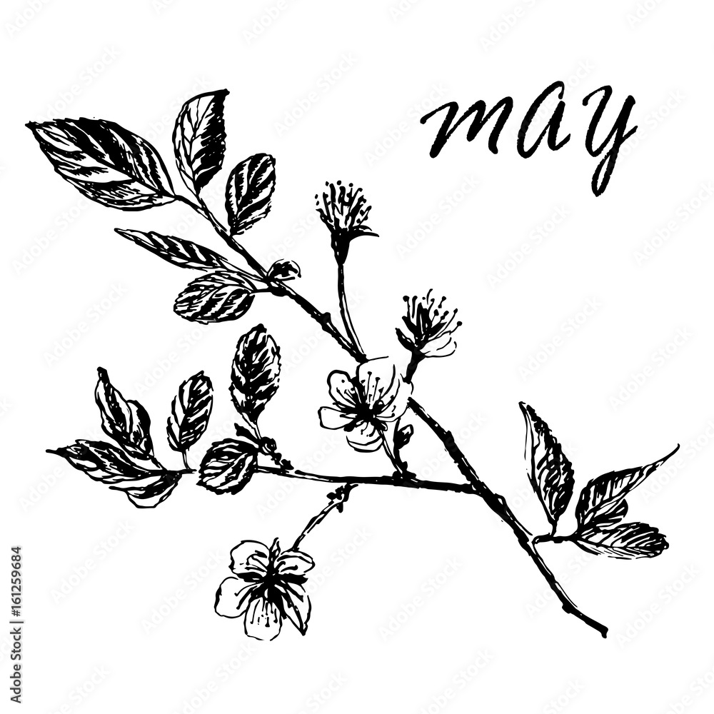 drawing of blooming plum tree branches with buds and leaves, ink sketch ...