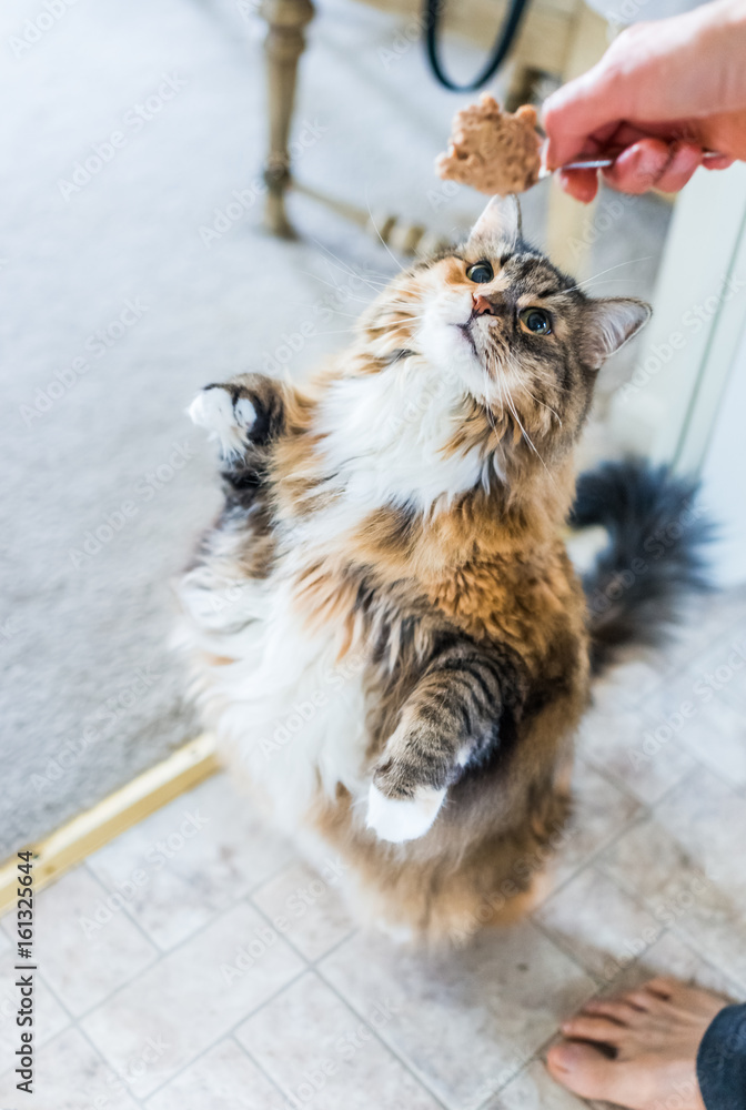 Calico maine coon cat standing up on hind legs for wet canned food ...