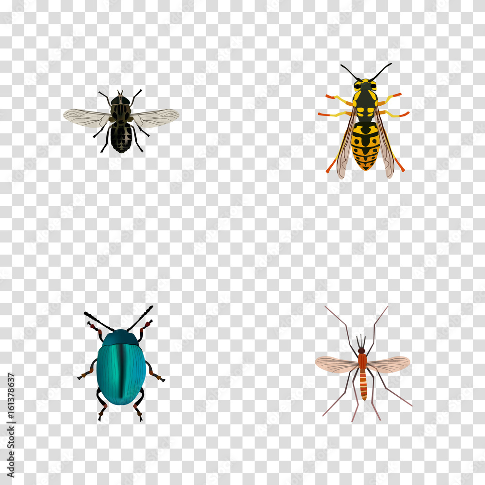 Realistic Gnat, Midge, Bee And Other Vector Elements. Set Of Insect ...