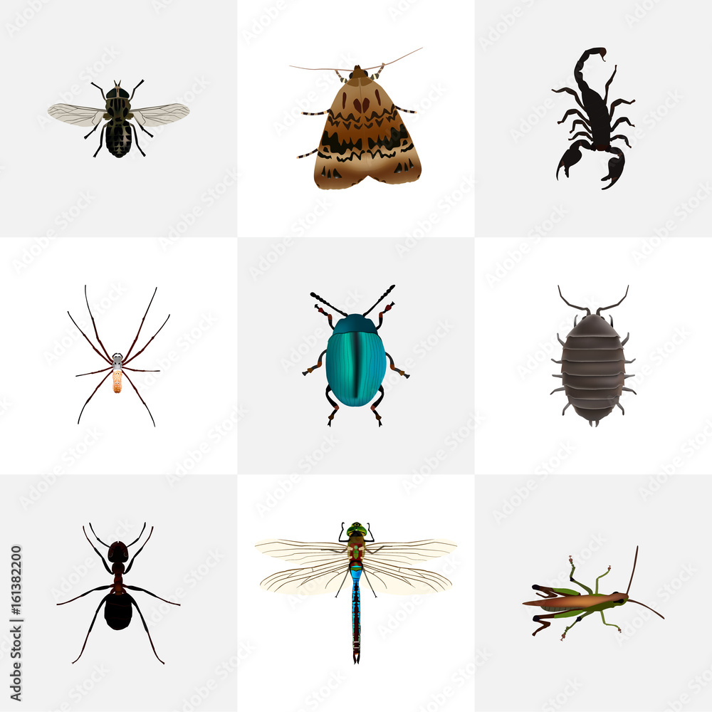 Realistic Bug, Spider, Damselfly And Other Vector Elements. Set Of Bug ...
