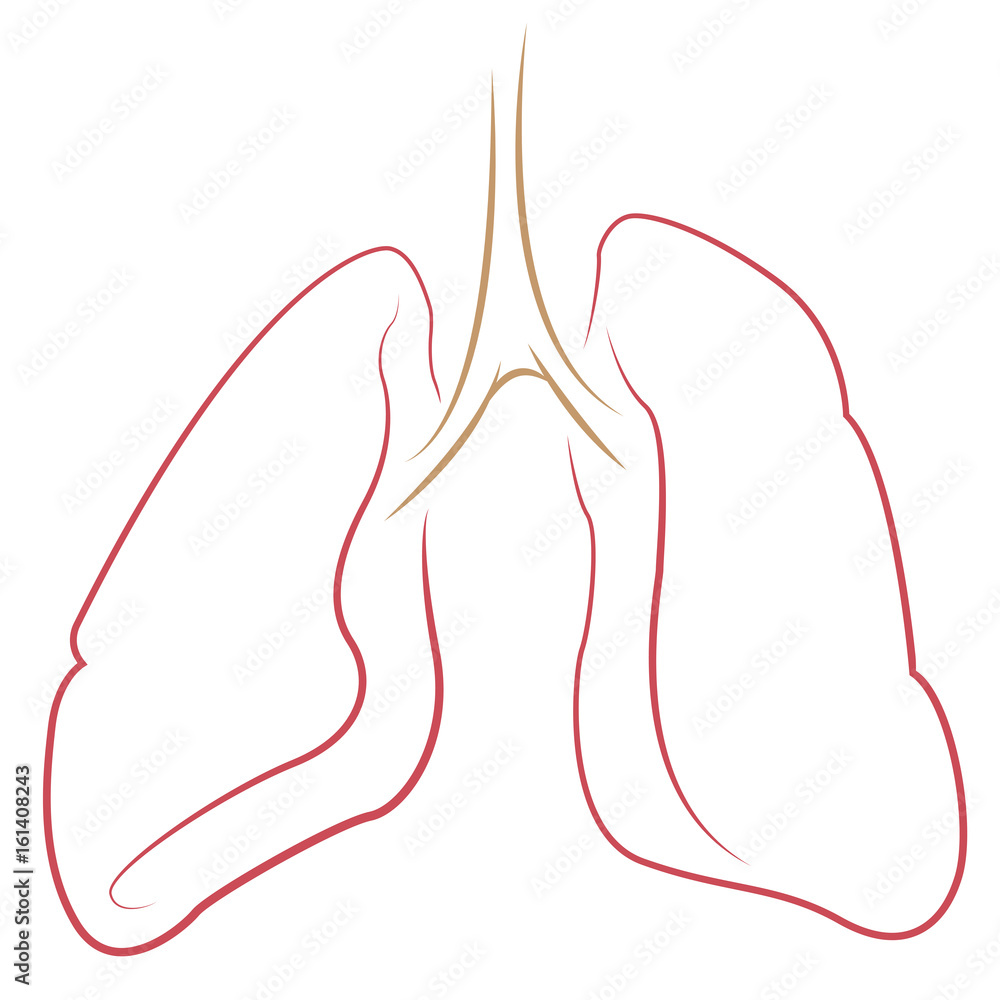 Simple line drawing of lungs Stock Vector | Adobe Stock