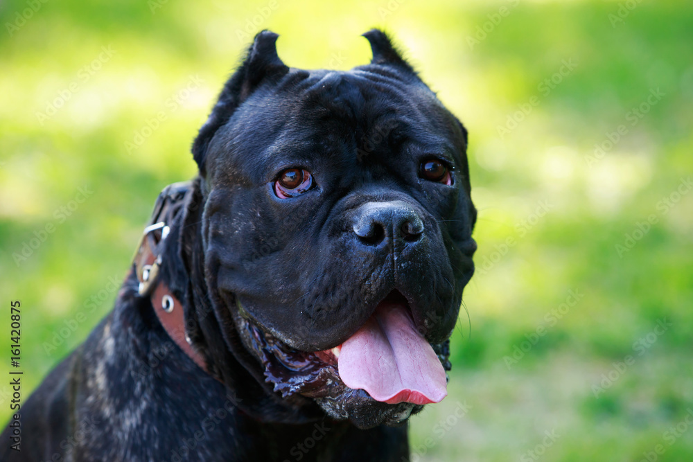dog breed cane corso italiano Stock Photo | Adobe Stock