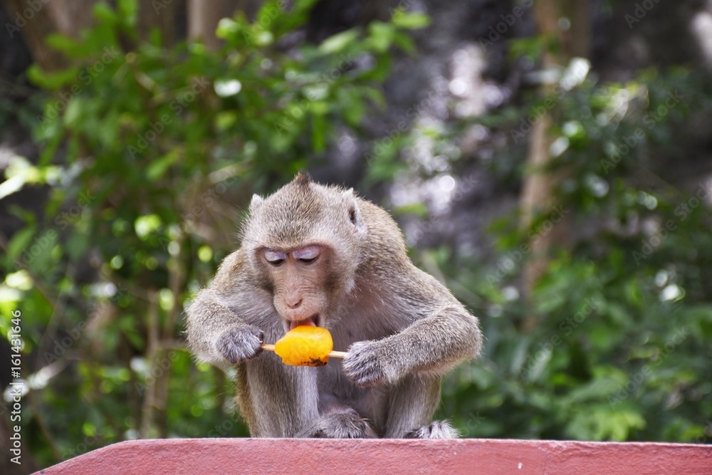 Monkeys Eating Ice Cream