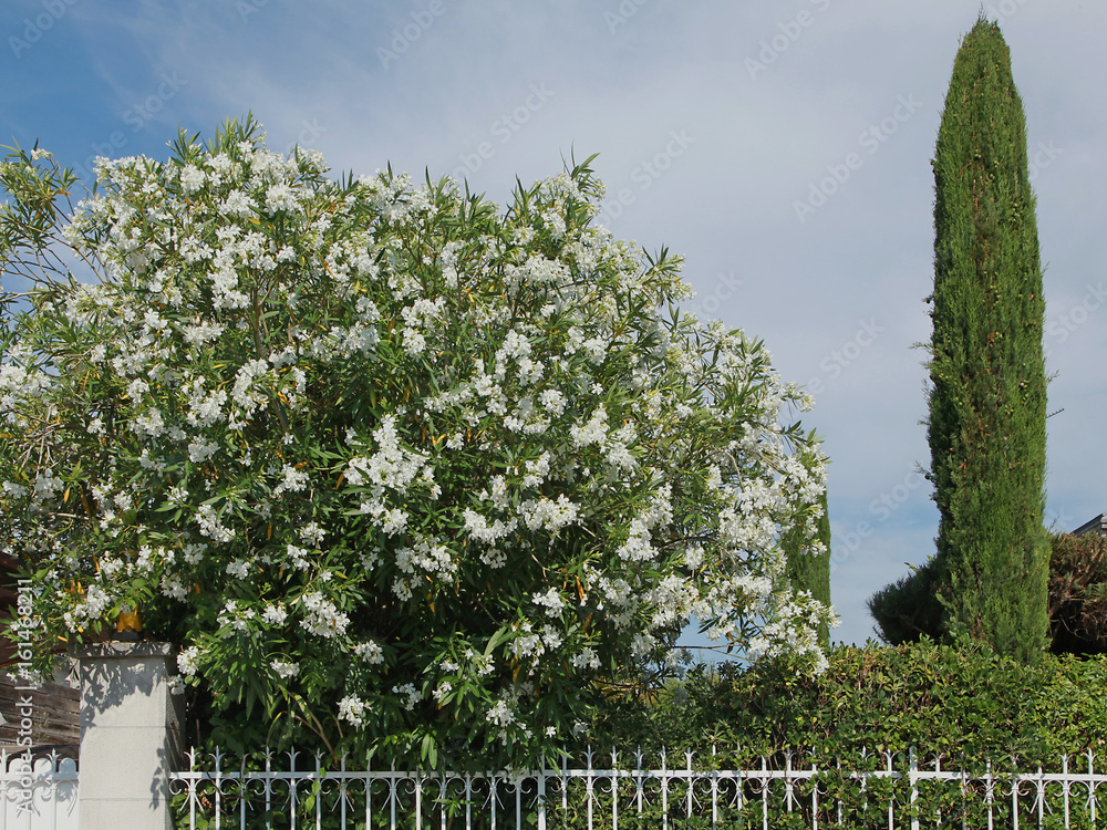 Laurier rose fleurs blanches Stock Photo | Adobe Stock