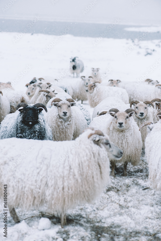 Icelandic sheep roaming in the winter snowy field,beyond their season ...